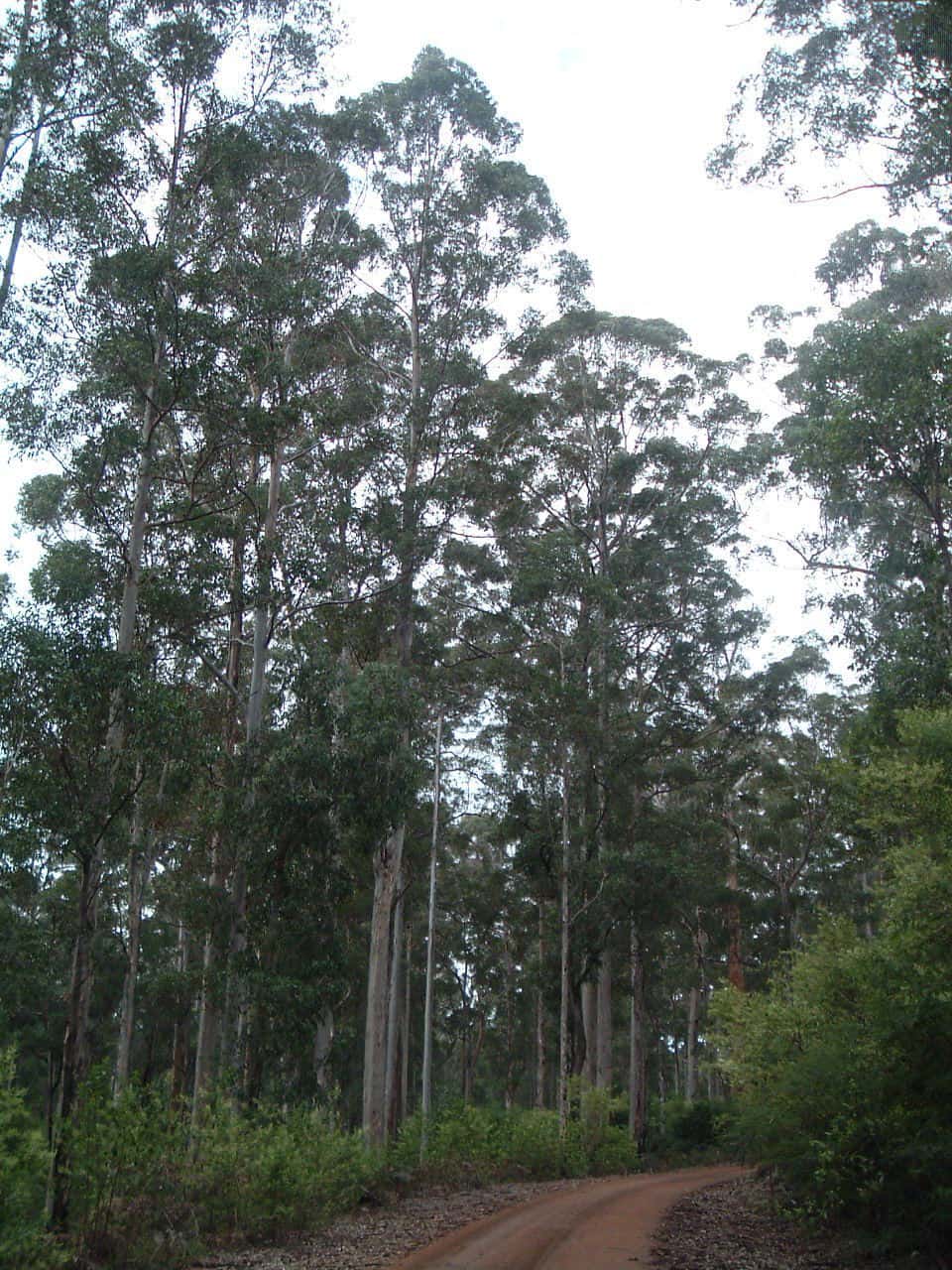 Professional Tree Services Rockingham to Bunbury | Arboreal Tree Care