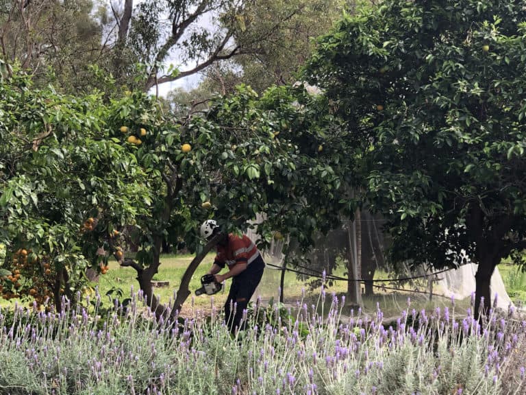 Professional Tree Services Bunbury | Arboreal Tree Care