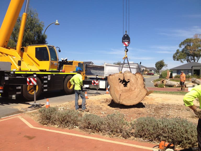 Professional Tree Services Bunbury | Arboreal Tree Care